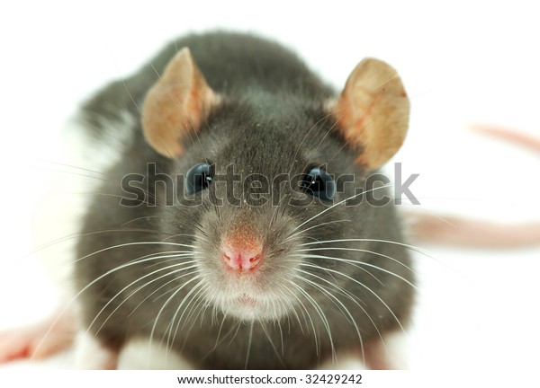 Rat Stock Photo 32429242 | Shutterstock