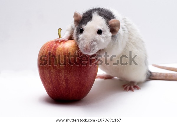 Rat Apple Stock Photo (Edit Now) 1079691167