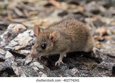 Tasmanian Devil Cradle Mountain Tasmania Stock Photo 1288732960 ...