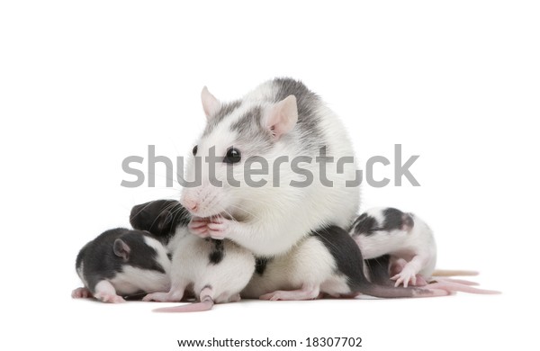 Rat Front White Background Stock Photo 18307702 | Shutterstock