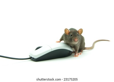 Rat On Computer Mouse Stock Photo 23175205 | Shutterstock