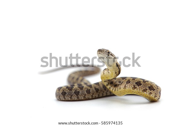 15,630 Pets Snake White Background Images, Stock Photos & Vectors ...