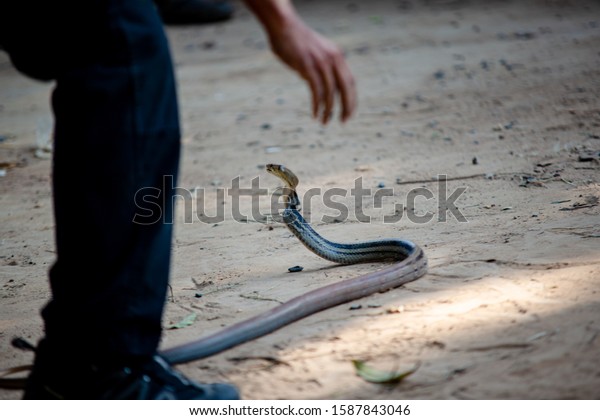 Rat Snakes Yellow Reticulated Python Crawling Stock Photo 1587843046 ...