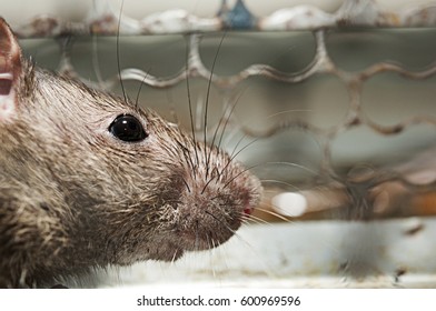 27,377 Rats Food Images, Stock Photos & Vectors | Shutterstock
