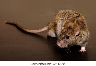 1,631 Rat Staring Images, Stock Photos & Vectors | Shutterstock