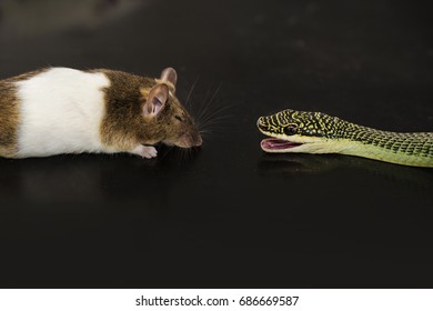 6 Mouse vs rat image Images, Stock Photos & Vectors | Shutterstock