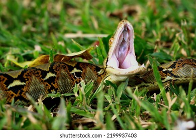46,868 Python Stock Photos, Images & Photography | Shutterstock