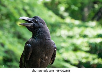 Raven Face Close Stock Photo 489022549 | Shutterstock