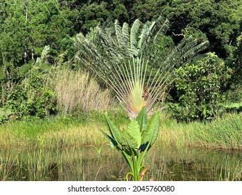 Ravinala Images, Stock Photos & Vectors | Shutterstock