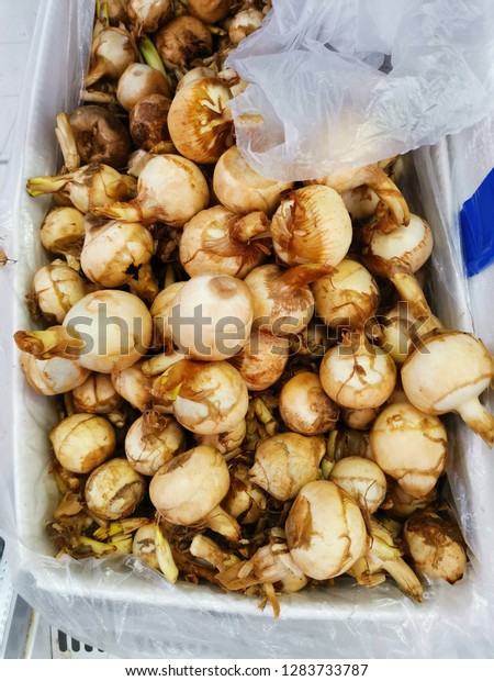 Raw Arrowhead Roots Stock Photo (Edit Now) 1283733787