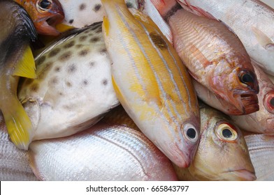 17 Australian Dhufish Images, Stock Photos & Vectors | Shutterstock