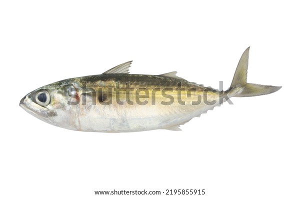 Raw Jack Mackerel Fish Close Stock Photo 2195855915 | Shutterstock