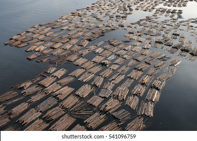 Raw Logs Floating Down River Stock Photo 541096759 | Shutterstock