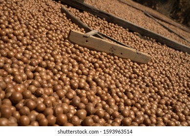 Raw Macadamia Nuts Drying Sun Stock Photo 1593963514 | Shutterstock