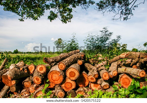 Raw Pine Pillars Timber Logs Marked Stock Photo 1420575122 | Shutterstock