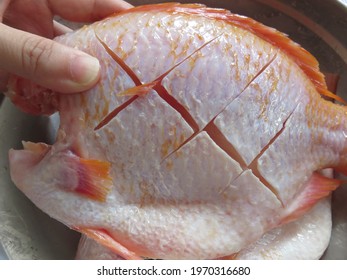 2,033 Ruby fish Images, Stock Photos & Vectors | Shutterstock