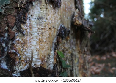 Snow On Limestone Rock Stock Photo (Edit Now) 792294625