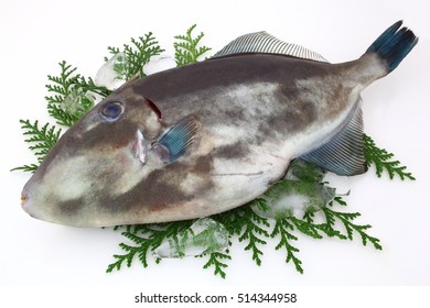 75 Thread sail filefish Images, Stock Photos & Vectors | Shutterstock