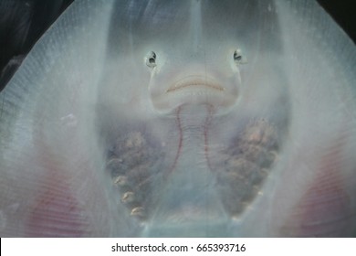 Ray Underside Stock Photo 665393716 | Shutterstock