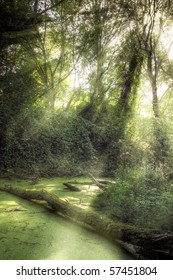 Rays Light Falling Through Mist Trees foto stock 57451804 | Shutterstock