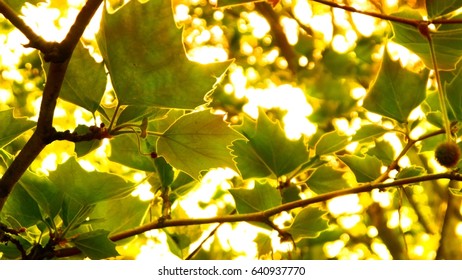 Rays Light Shine Through Tree Stock Photo 640937770 | Shutterstock