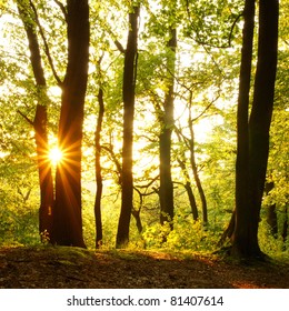 Rays Setting Sun Forest Stock Photo 81407614 | Shutterstock