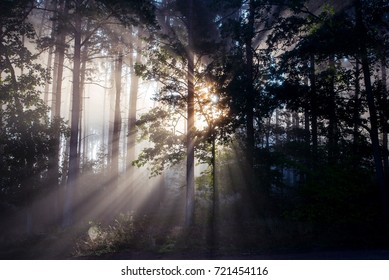 Rays Sun Between Trees Stock Photo 721454116 | Shutterstock