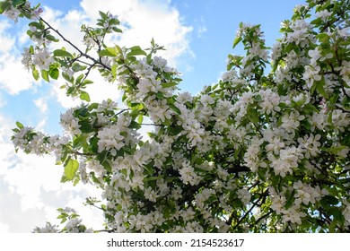 2,624 Breaking branches Images, Stock Photos & Vectors | Shutterstock