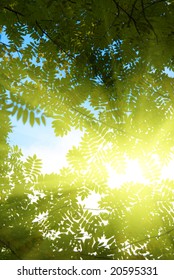 Rays Sun Deep Forest Stock Photo 20595331 | Shutterstock