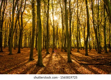 Hiking Path Sunset Beautiful Woods Panoramic Stock Photo (Edit Now ...
