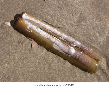 2,752 Razor shell Images, Stock Photos & Vectors | Shutterstock