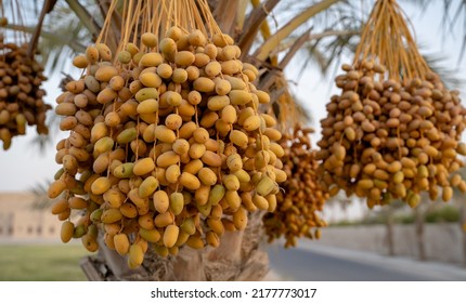 743 Growth Bahrain Images, Stock Photos & Vectors | Shutterstock