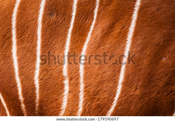 Real Bongo Pattern Texture Skin Background Stock Photo 179590697 ...