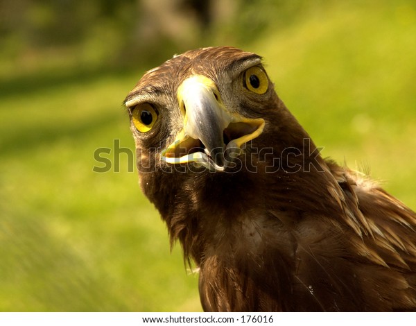 Real Eagle Stock Photo 176016 | Shutterstock