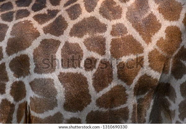 Real Giraffe Skin Pattern Fur Detail Stock Photo 1310690330 | Shutterstock