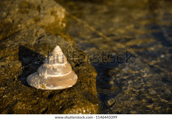 Real Large Conch Shell On Rocks Stock Photo 1146443399 | Shutterstock
