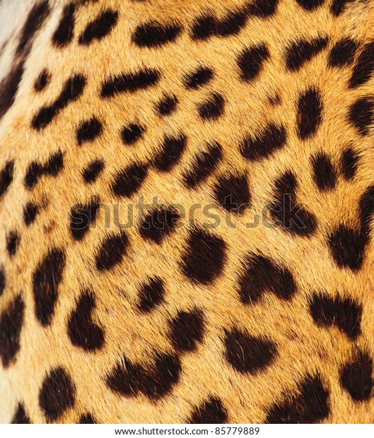 Real Leopard Skin Stock Photo 85779889 | Shutterstock