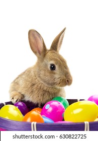 Real Live Easter Rabbit Stock Photo 630822725 | Shutterstock