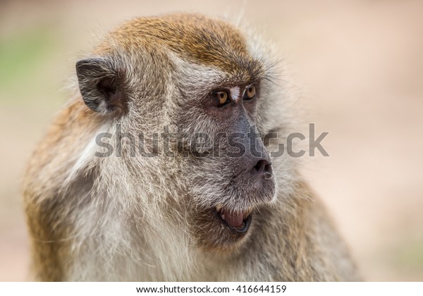 Real Monkey Portrait Close Stock Photo 416644159 | Shutterstock