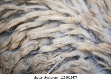 Real Sheep Wool Texture Background ภาพสต็อก 1256812477 | Shutterstock