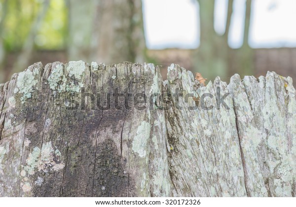 Real Stump Old Tree Texture Background Stock Photo 320172326 | Shutterstock