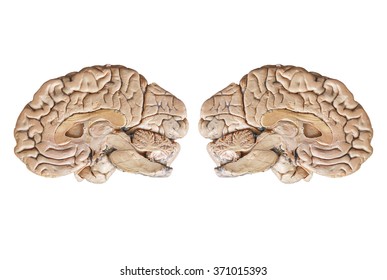 Real Two Human Half Brain Anatomy Stock Photo (Edit Now) 371015393