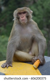 75 Monkey eating maize Images, Stock Photos & Vectors | Shutterstock