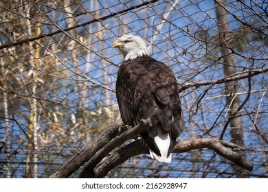 460 Back view eagle Images, Stock Photos & Vectors | Shutterstock