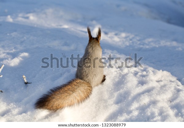 Rear View Tree Squirrel Sciurus Vulgaris Stock Photo 1323088979 ...