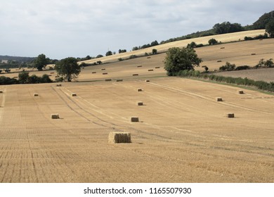 701 Patchy Field Images, Stock Photos & Vectors | Shutterstock