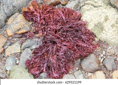 10,615 Beautiful red algae Images, Stock Photos & Vectors | Shutterstock