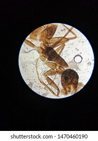 10 Ant under microscope Images, Stock Photos & Vectors | Shutterstock