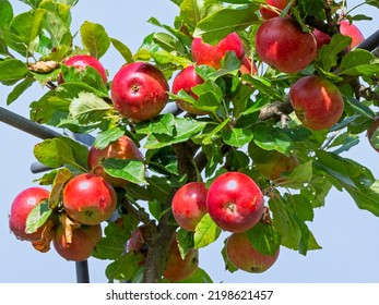4,269 Apple fruit development Images, Stock Photos & Vectors | Shutterstock