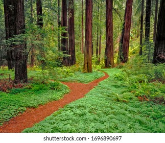 63 Path filled ferns Images, Stock Photos & Vectors | Shutterstock